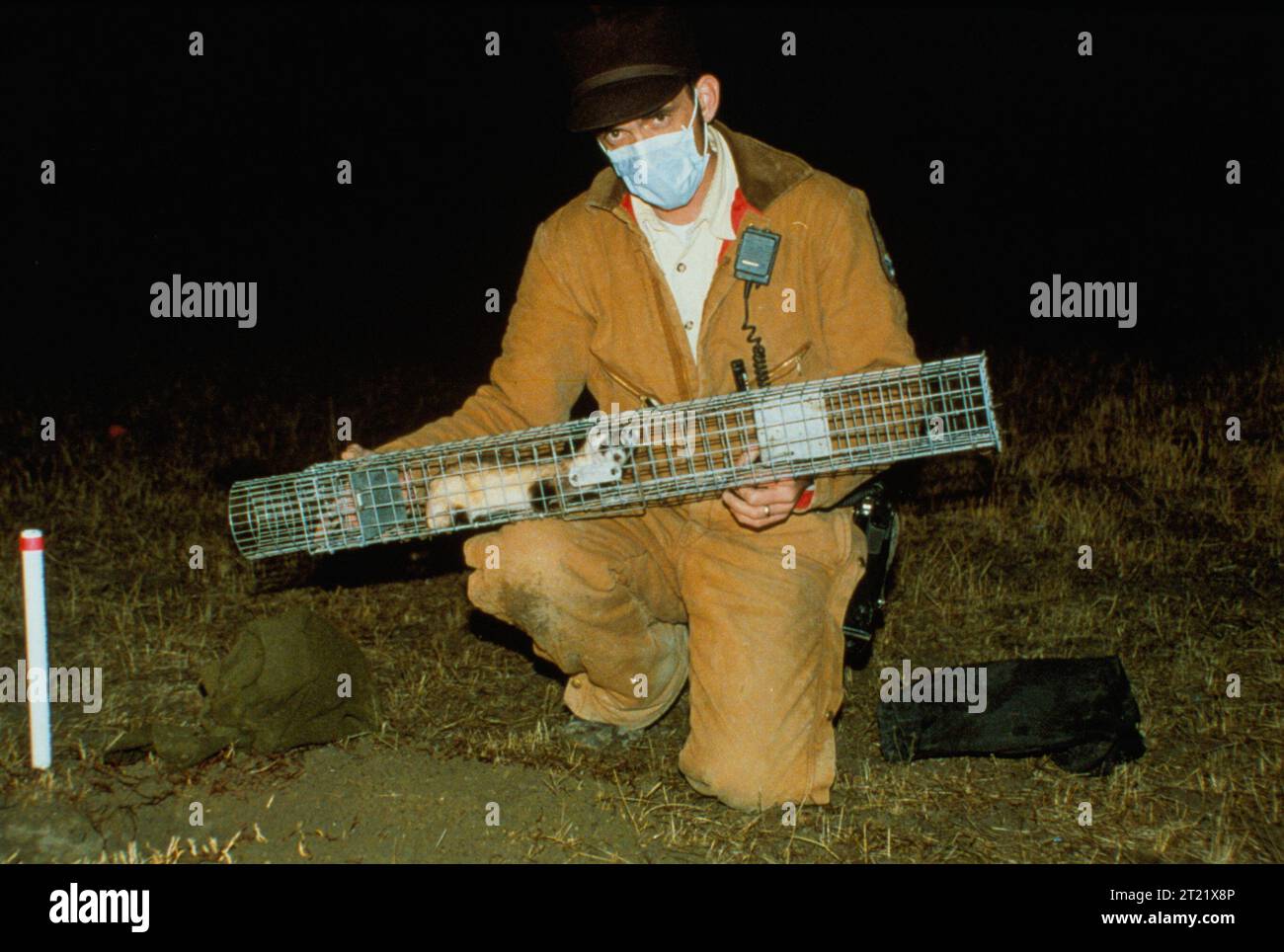Fish and Wildlife Service worker at night holding live trap with ferret ...