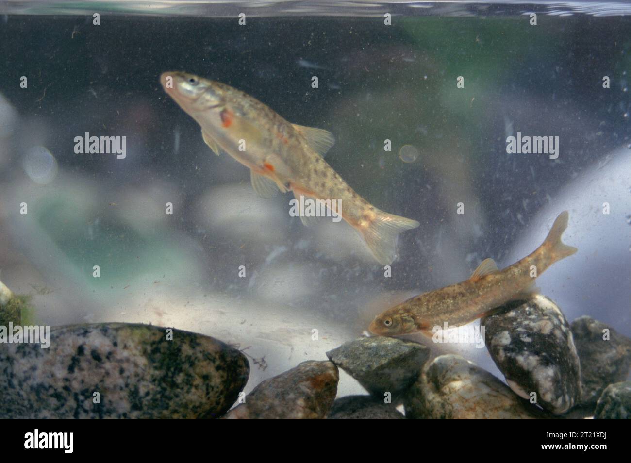 Speckled dace hi-res stock photography and images - Alamy