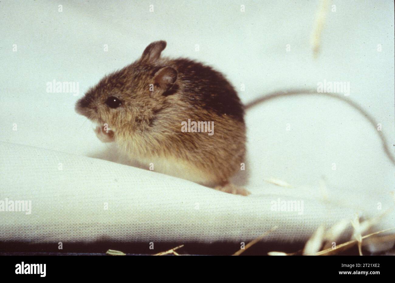 Zapus hudsonius preblei. Subjects: Mammals; rodent; mouse; Endangered ...