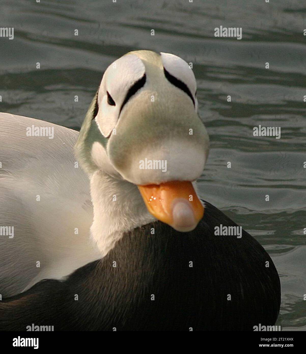 A male Spectacled Eider at the Alaska SeaLife Center in Seward, Alaska ...
