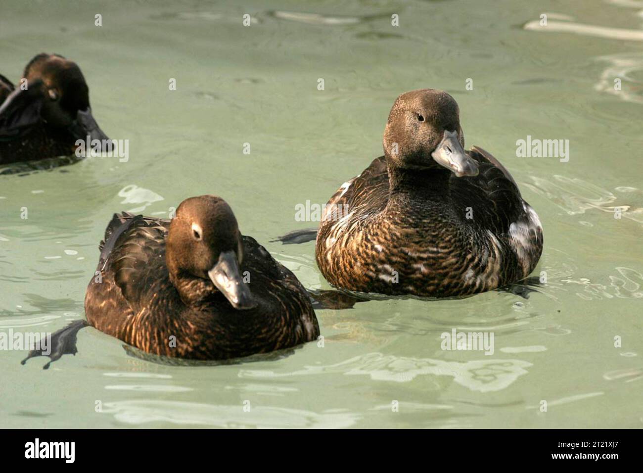 Eider center hi-res stock photography and images - Alamy