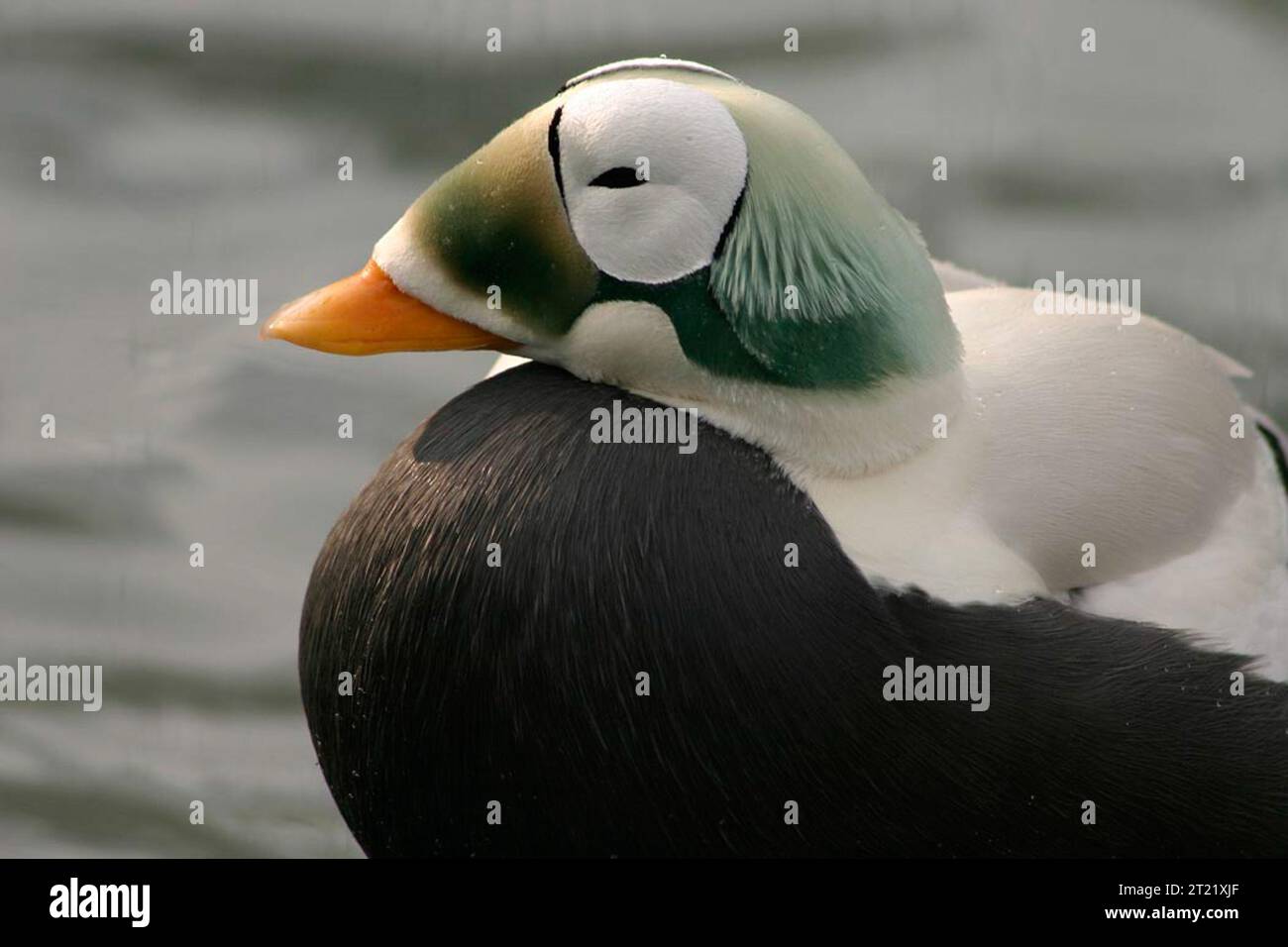A male and female Spectacled Eider rest in an enclosure at the Alaska ...