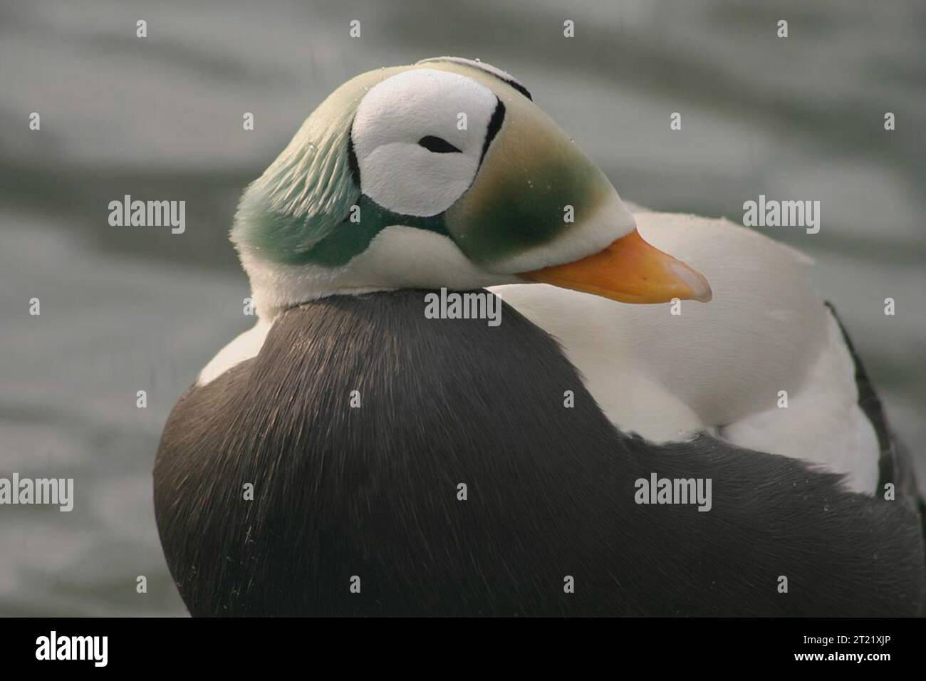 Spectacled Eiders at the Alaska SeaLife Center, Seward, Alaska, exhibit ...