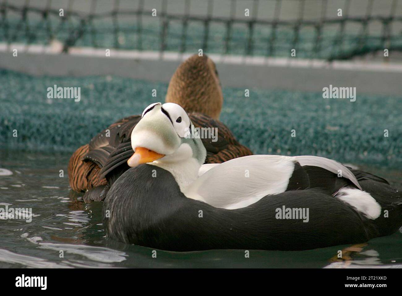 Eider center hi-res stock photography and images - Alamy