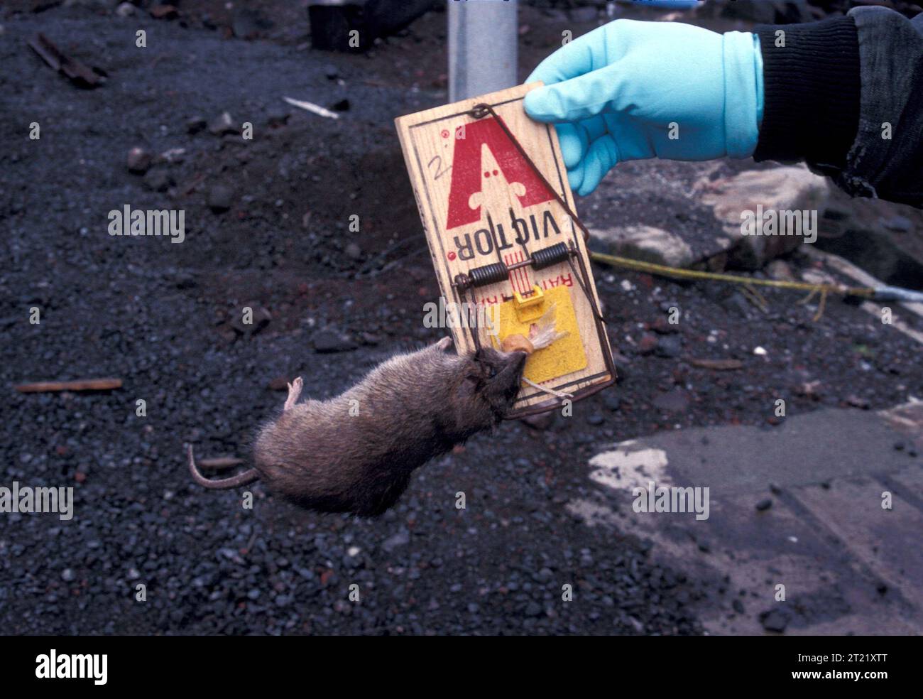 Rat prevention pribilof islands hi-res stock photography and images - Alamy