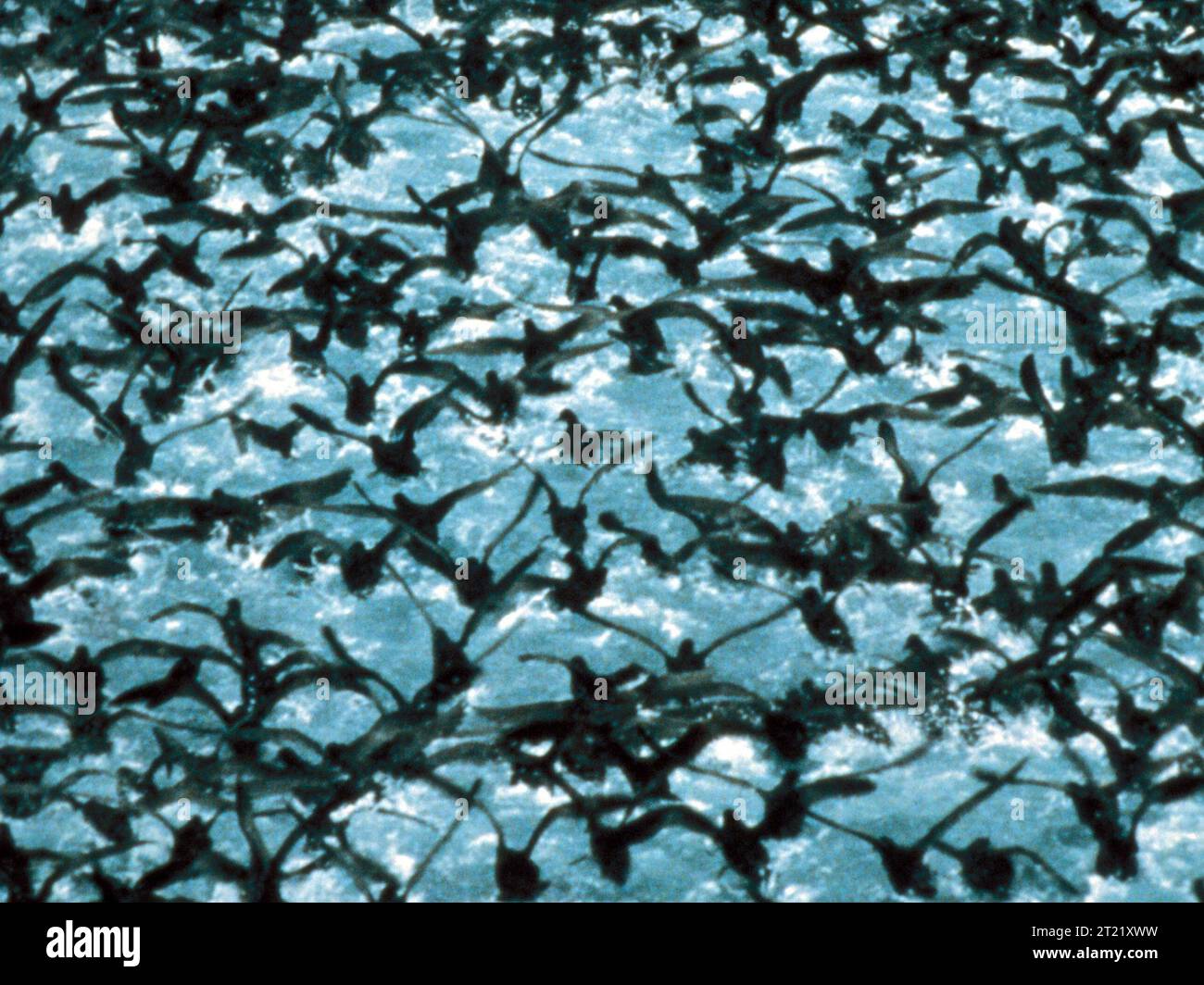 Aug1982 in Unimak Pass. Subjects: ALASKA MARITIME NATIONAL WILDLIFE ...