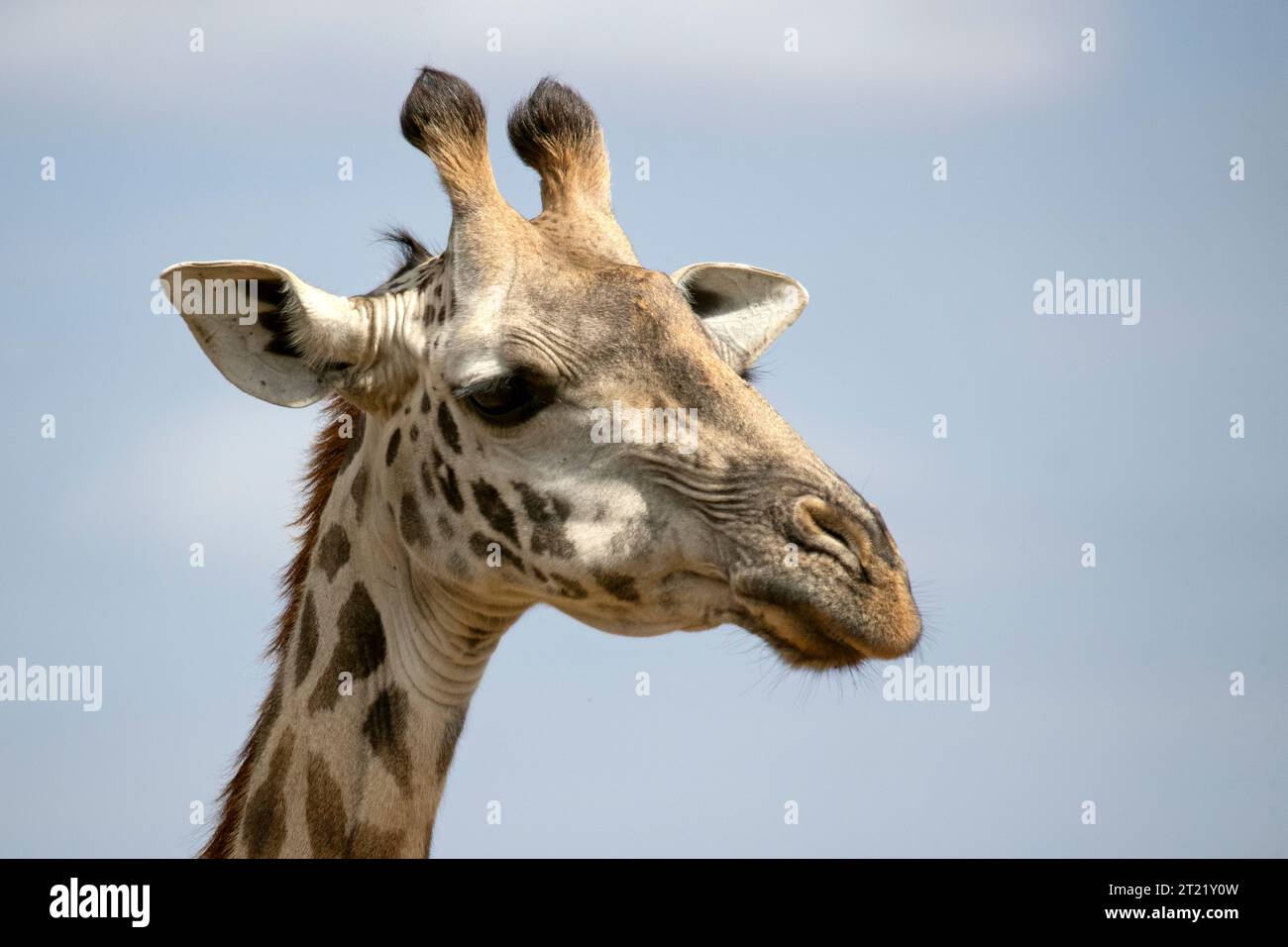giraffe in the African savanna at the first light of a sunny summer day ...