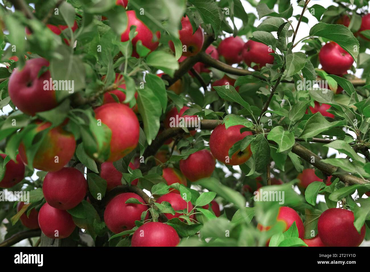 Ripe Apples in the Apple Orchard before Harvesting. Big Red delicious ...