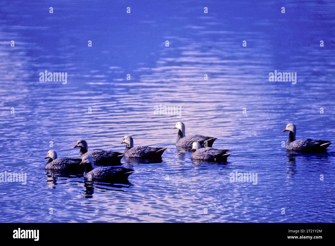 Adak island hi-res stock photography and images - Alamy