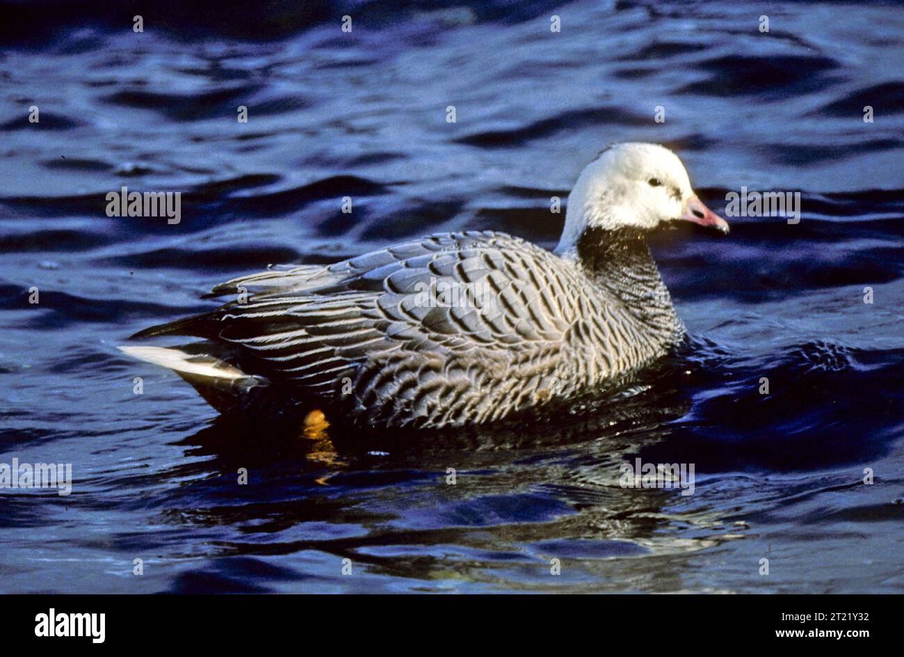 Chen canagica. Creator: Boylan, Mike. Subjects: Birds; Waterfowl ...