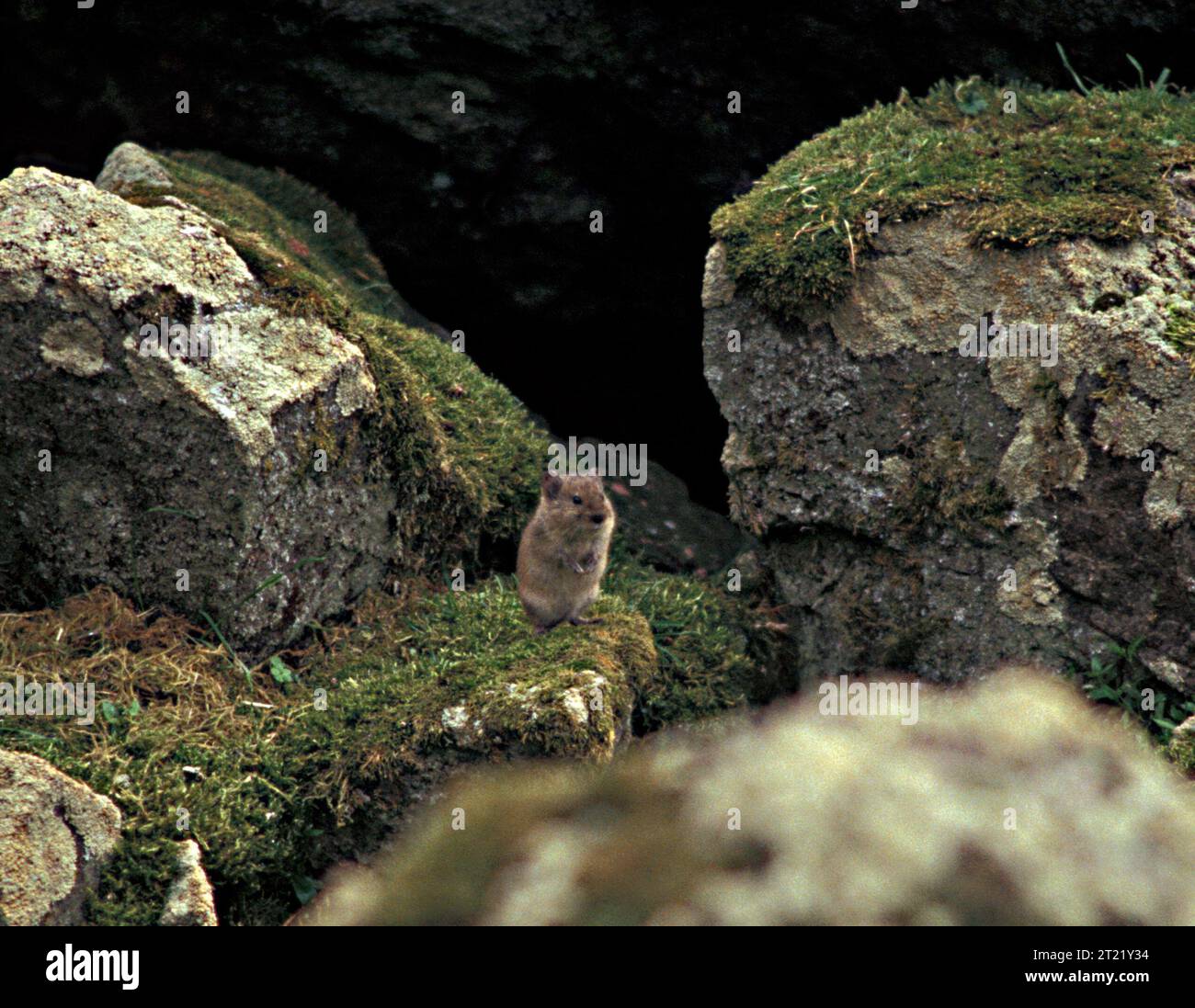 2002. Subjects: ALASKA MARITIME NATIONAL WILDLIFE REFUGE; AMNWR ...