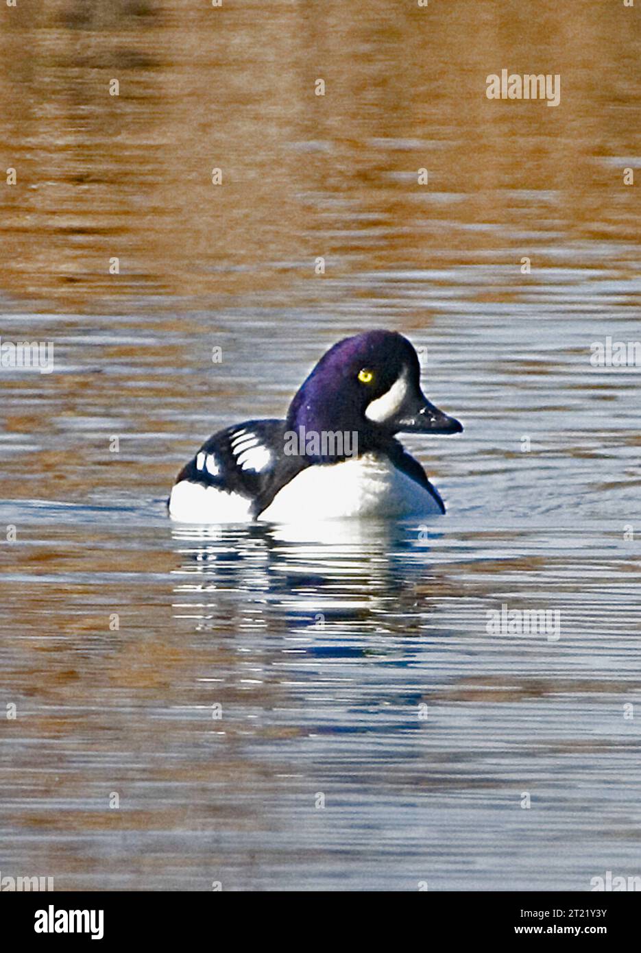 Photo was taken at Westchester Lagoon, Anchorage, Alaska. Subjects ...