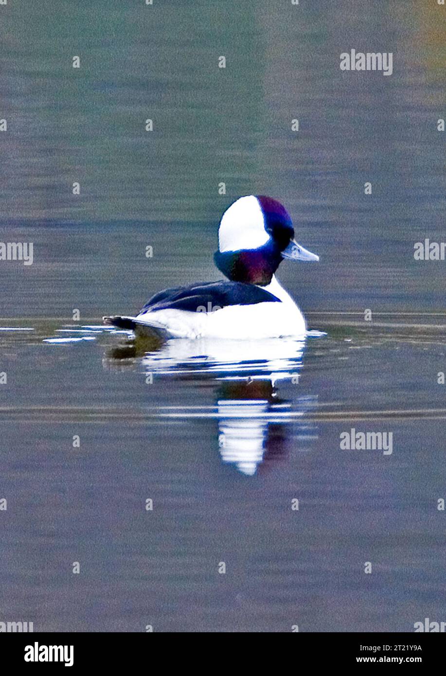 Smallest Real Duck In The World