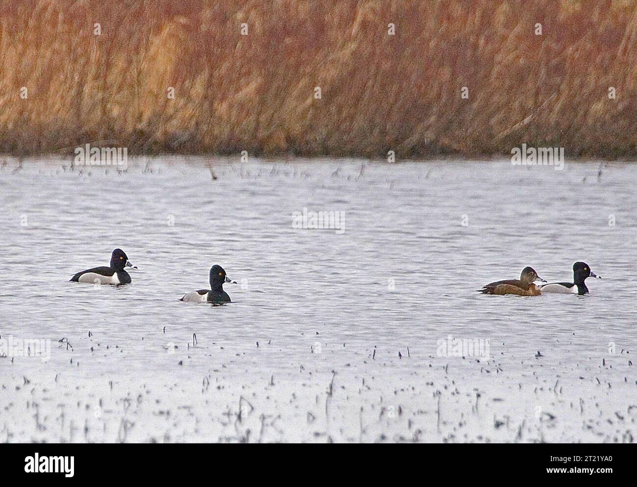 Photo was taken on Cordova, Alaska area wetlands. Subjects: Birds ...