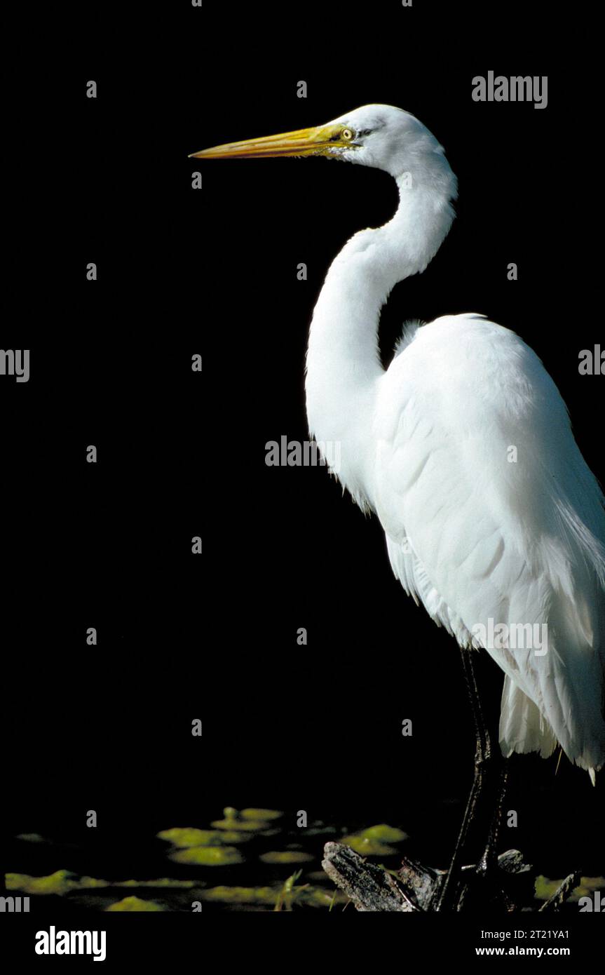 The great egret is a large white heron with a heavey yellow bill that ...