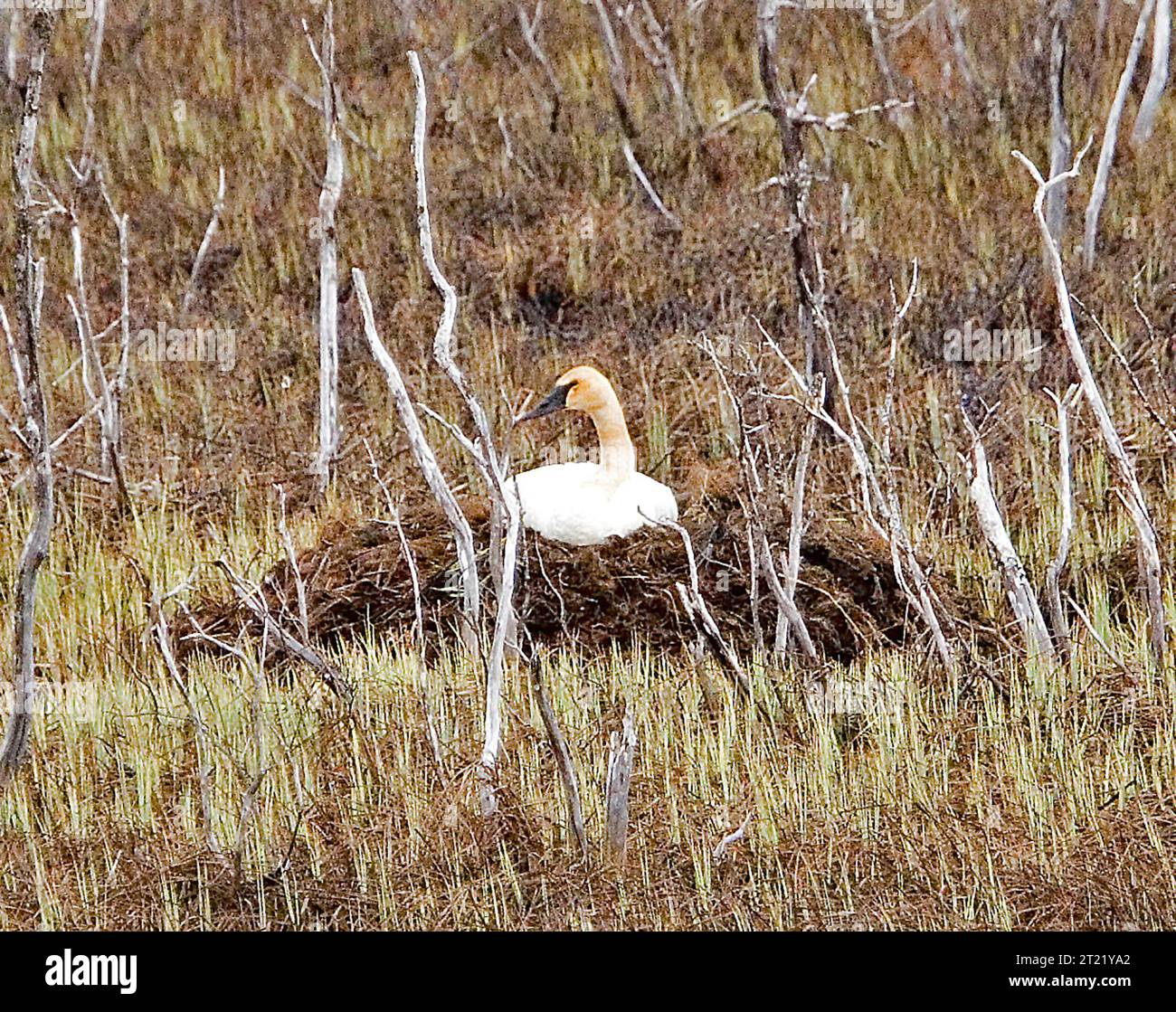 A Trumpeter Swan (Cygnus buccinator) rests on its nest in the Copper ...