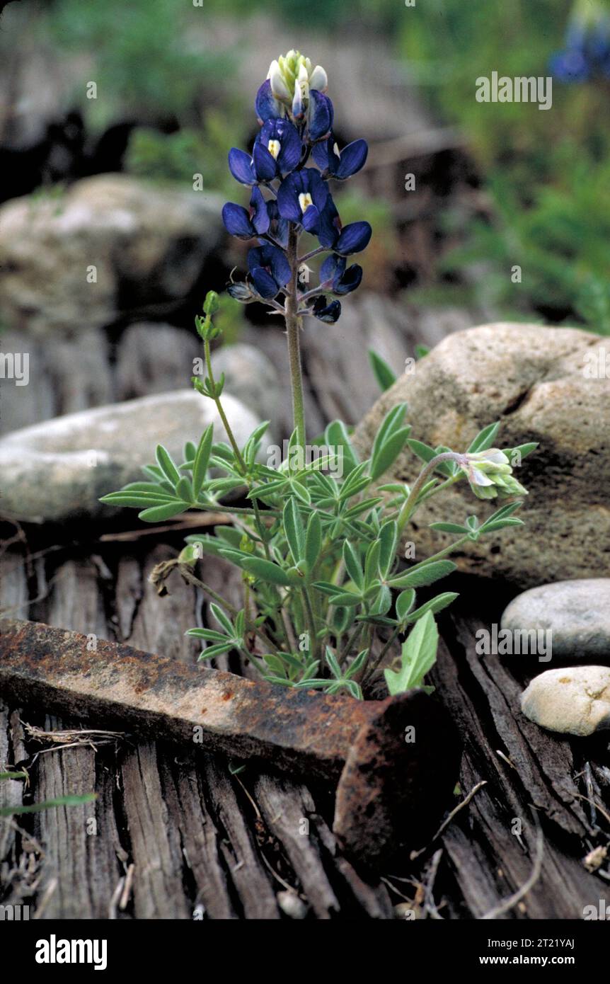 Dark blue Texas Bluebonnet flower with a white tip, showing the ...