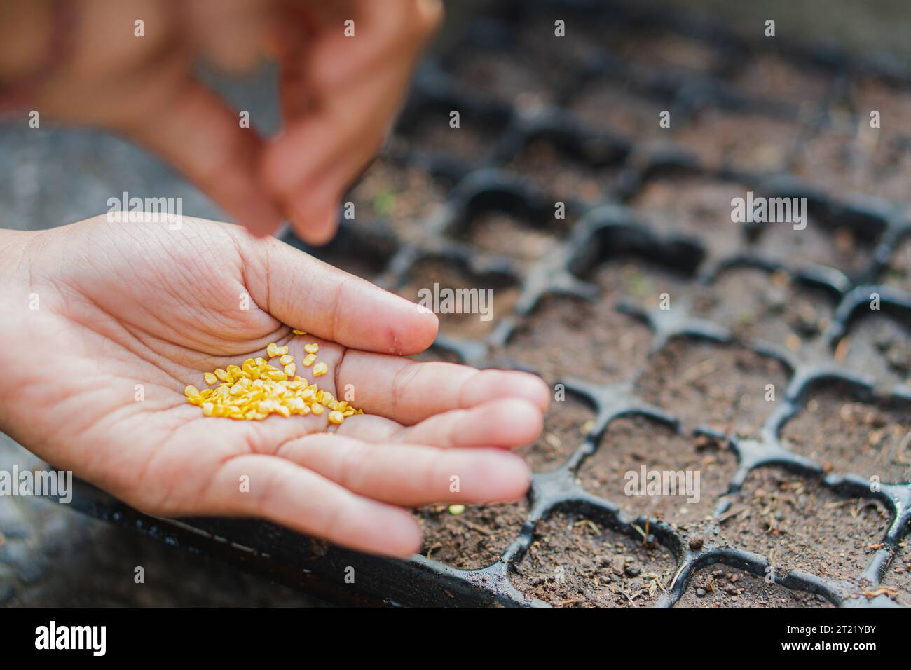 Farmer starting seeds in a greenhouse Stock Photo - Alamy