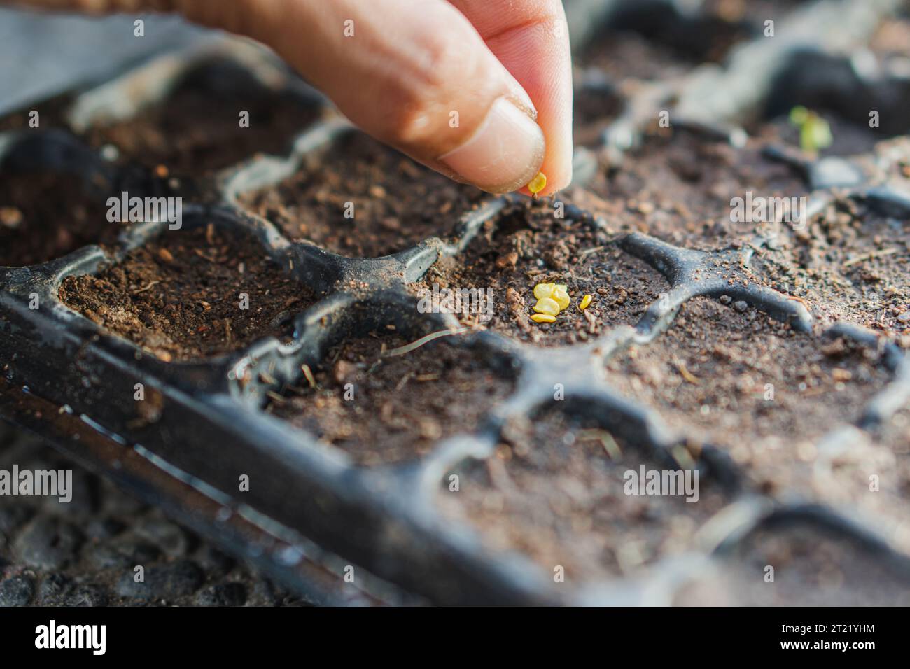 Farmer starting seeds in a greenhouse Stock Photo - Alamy