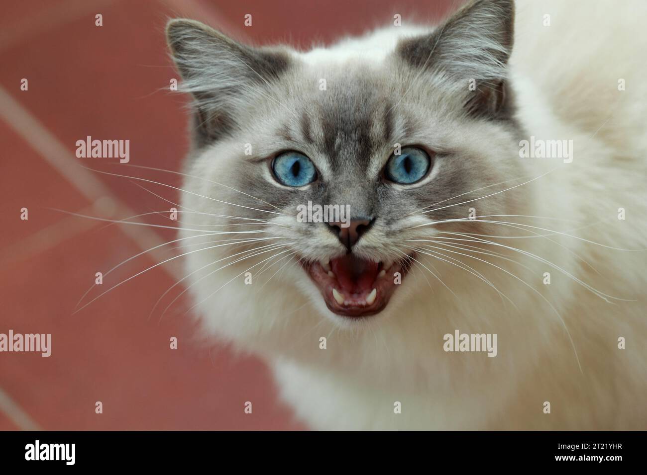 Birmanian cat hi-res stock photography and images - Alamy