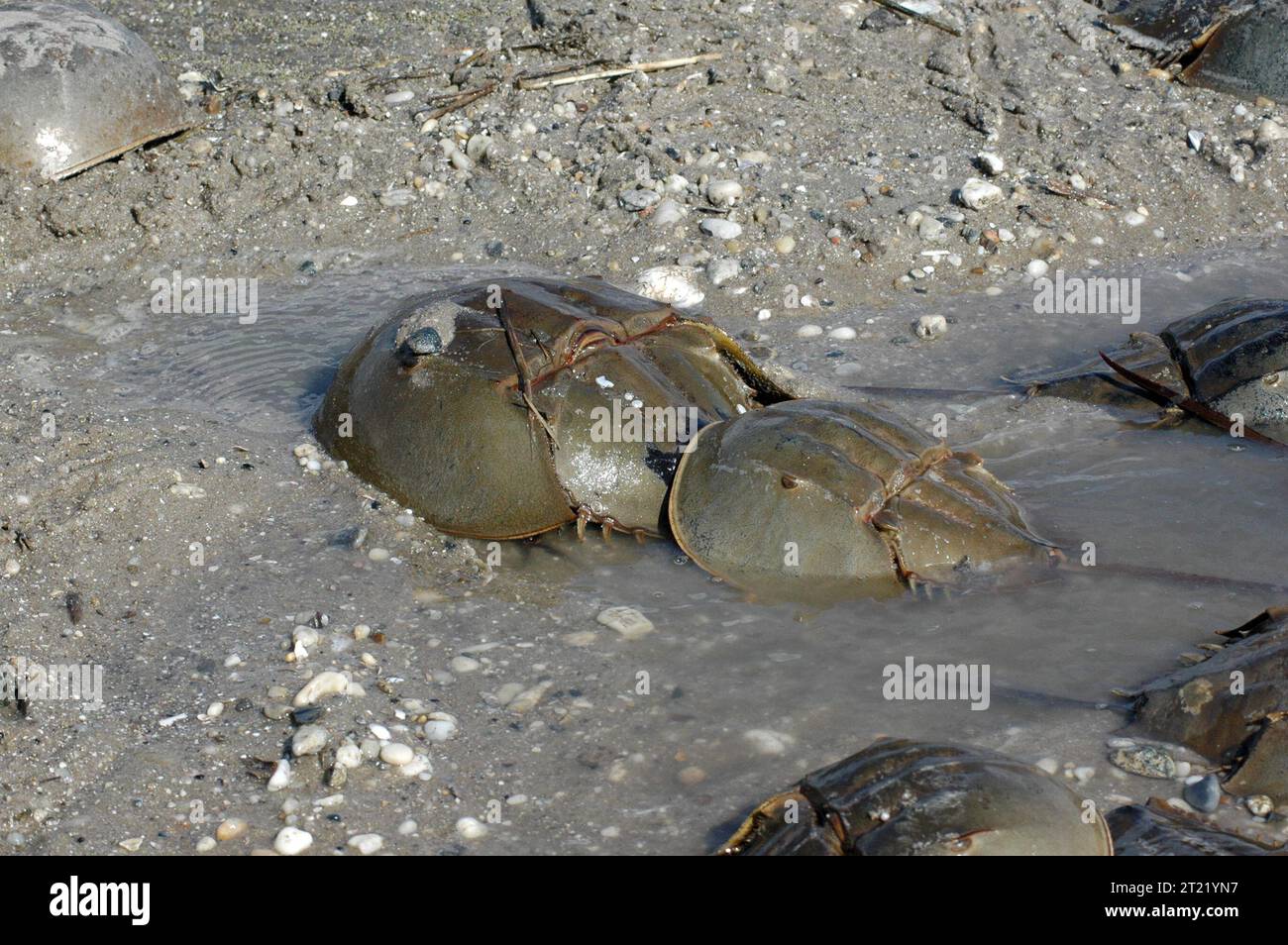 Shoreline crustaceans hi-res stock photography and images - Alamy