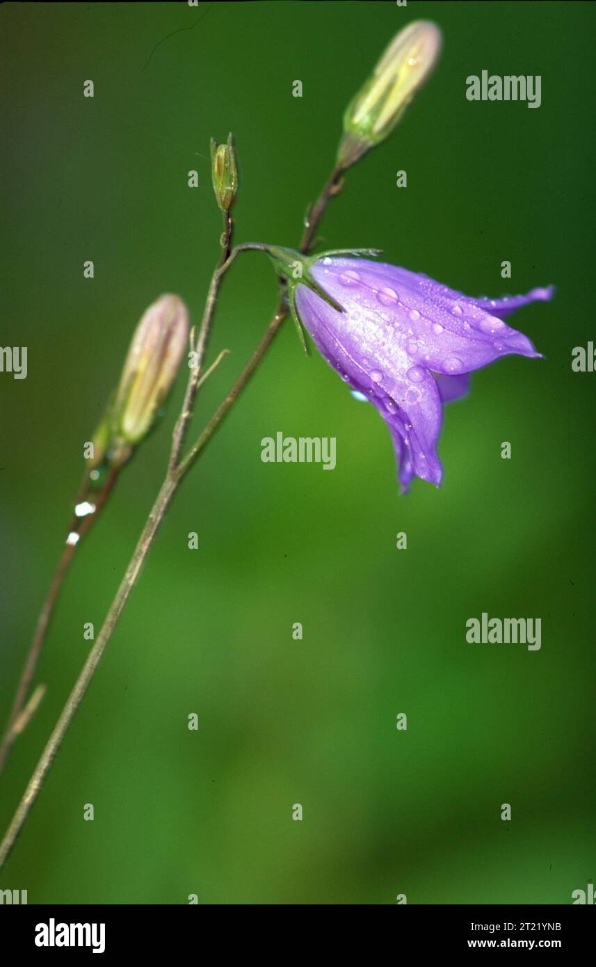 The flower looks like a bell. Subjects: Flowering plants; Plants ...
