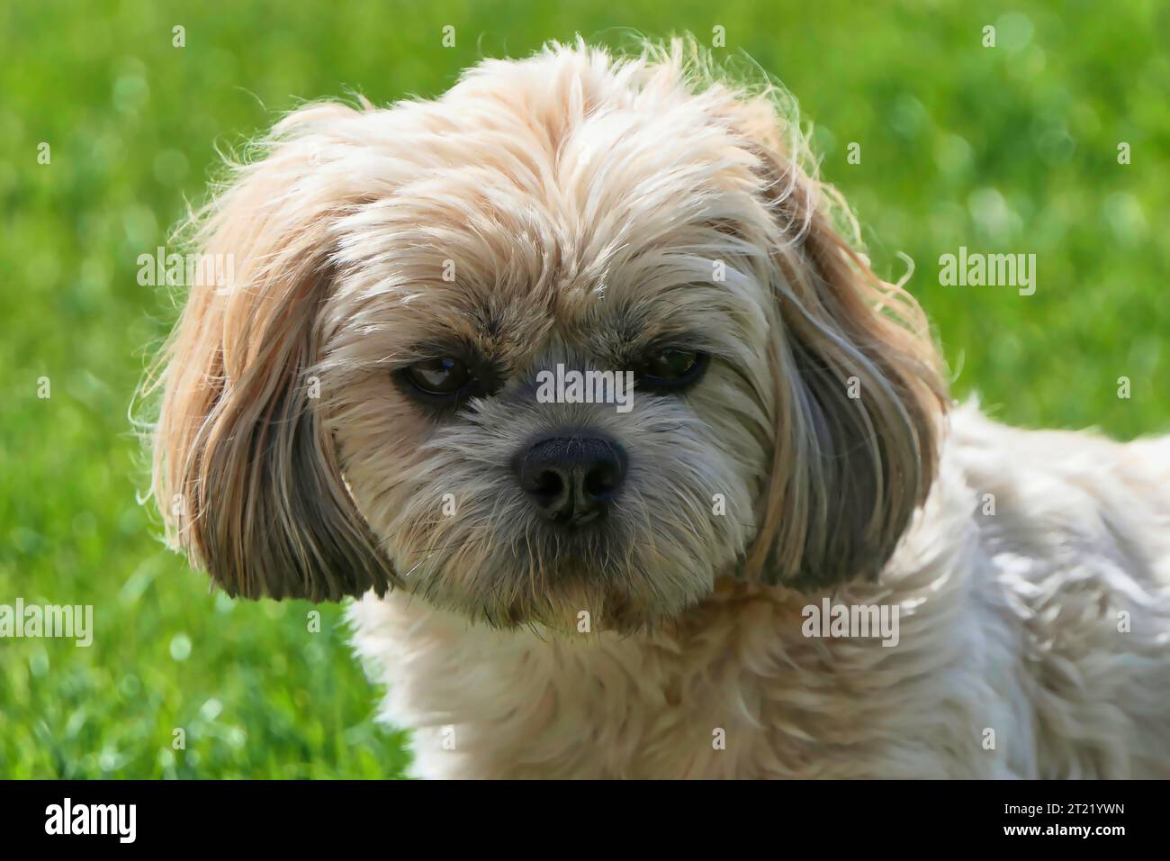 Adorable small Shih Tzu dog standing in lush green grass, looking up ...
