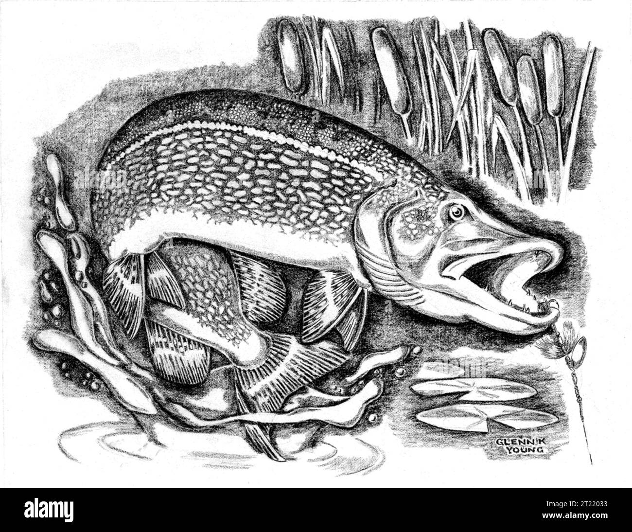A drawing of a young northern pike ambushing a bucktail spinner in ...