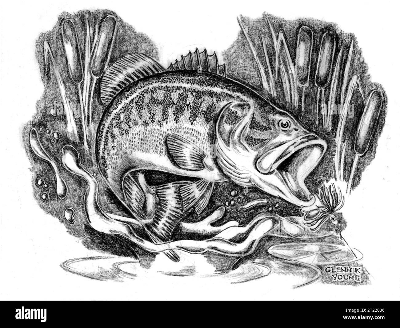 A drawing of a largemouth bass jumping in cattails to escape a spinner ...