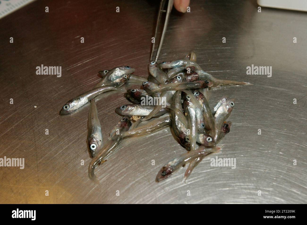 Forage fish research conducted in the Shumagin Islands, Alaska, aims to ...