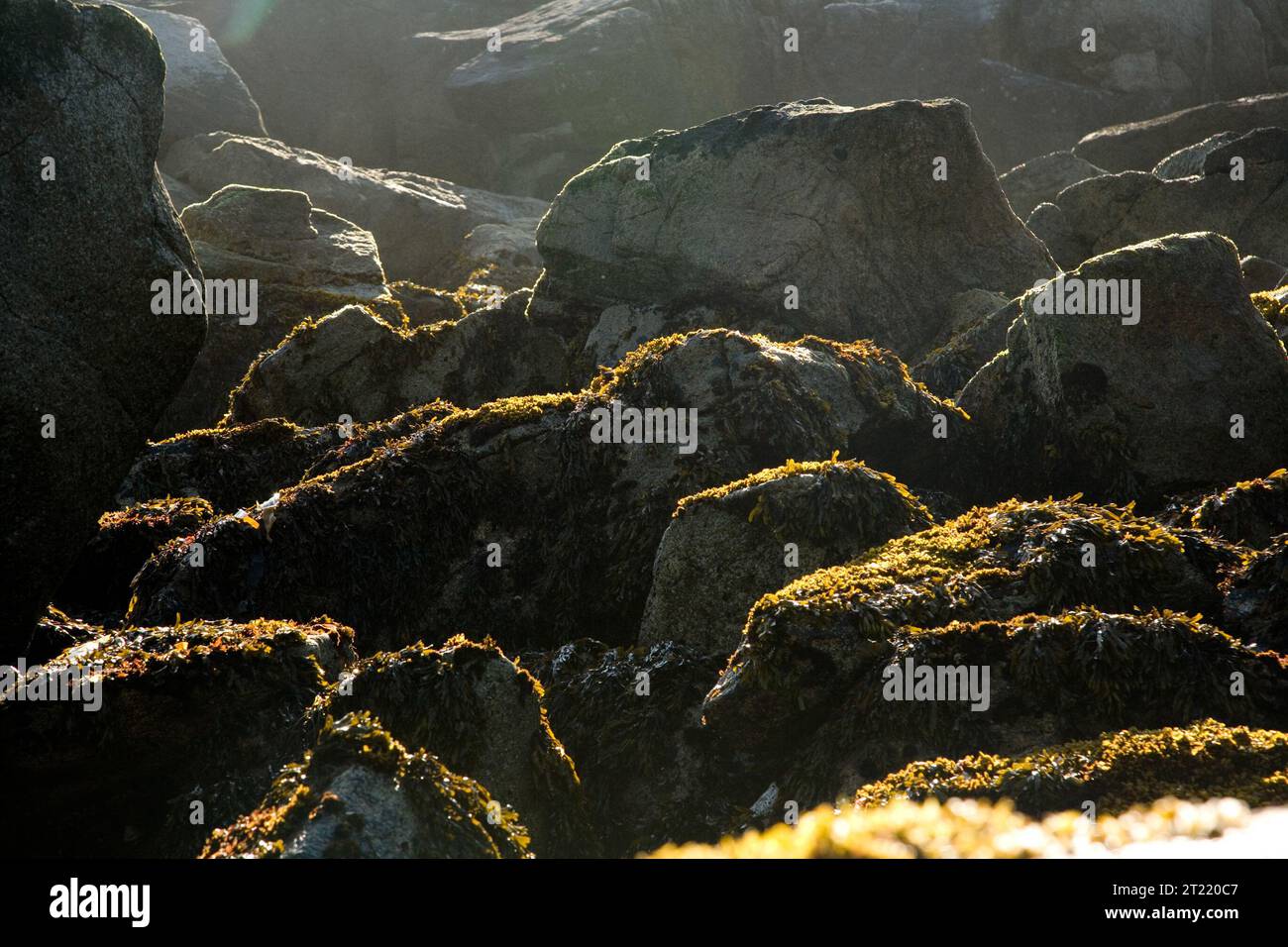 38899. Subjects: Alaska Maritime National Wildlife Refuge; AMNWR; Birds ...