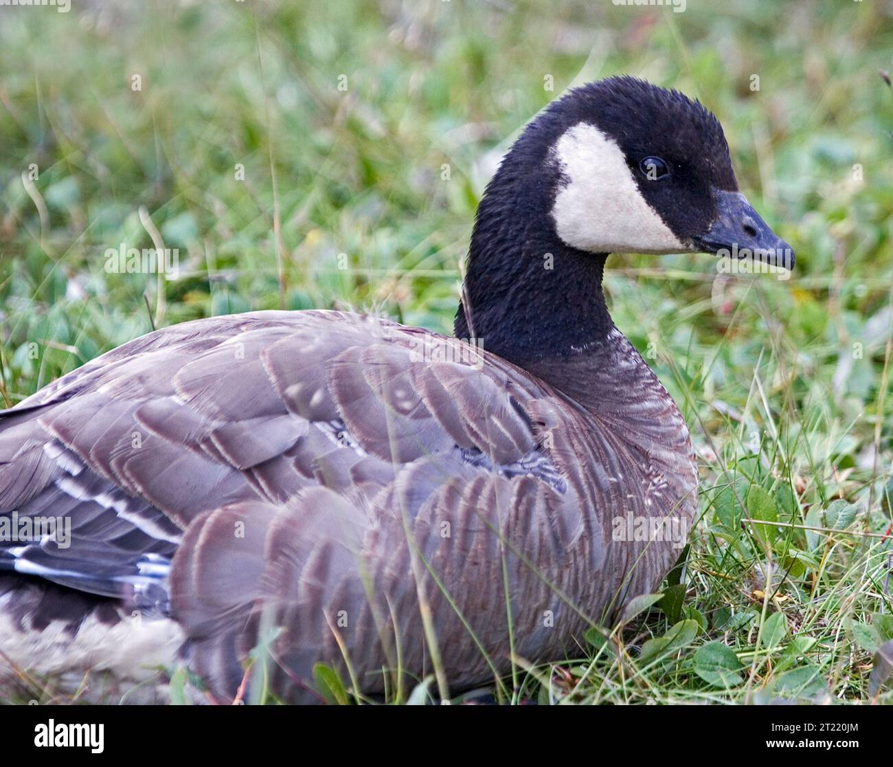Compact on migration hi-res stock photography and images - Alamy