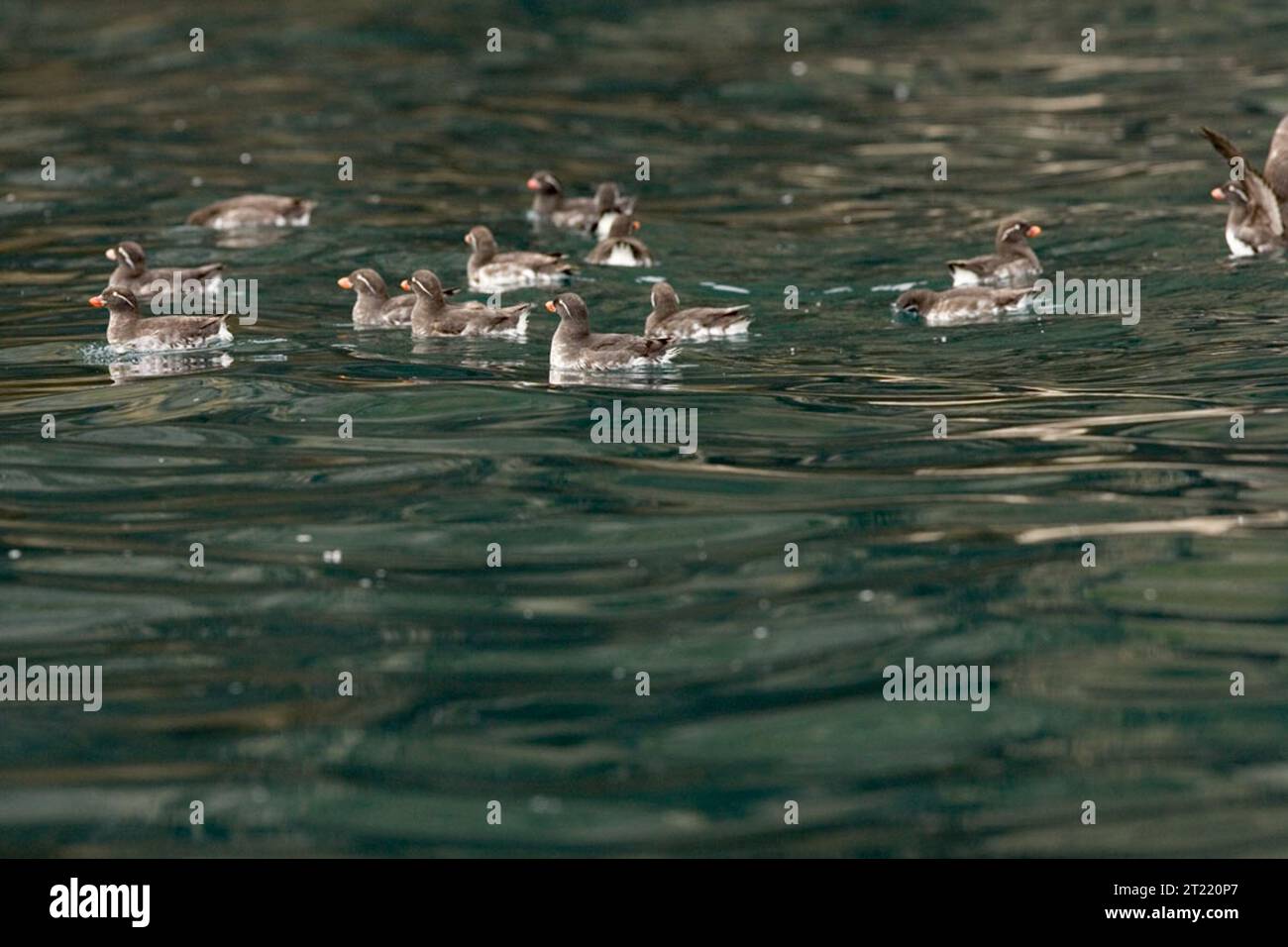 A group of Parakeet Auklets nesting and resting on Castle Rock in the ...