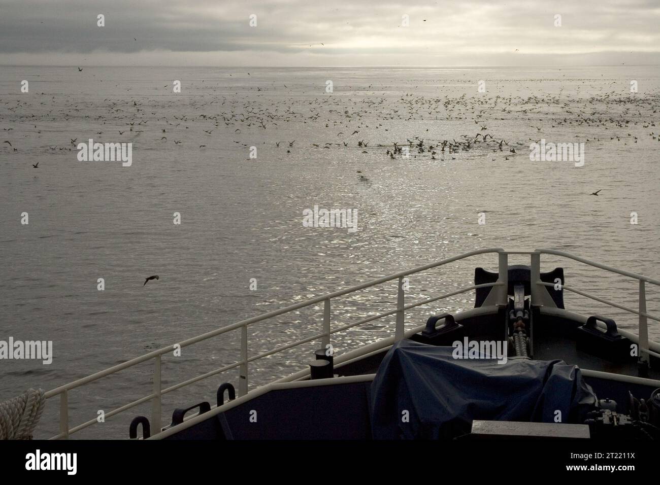 Work of the refuge marine birds hi-res stock photography and images - Alamy