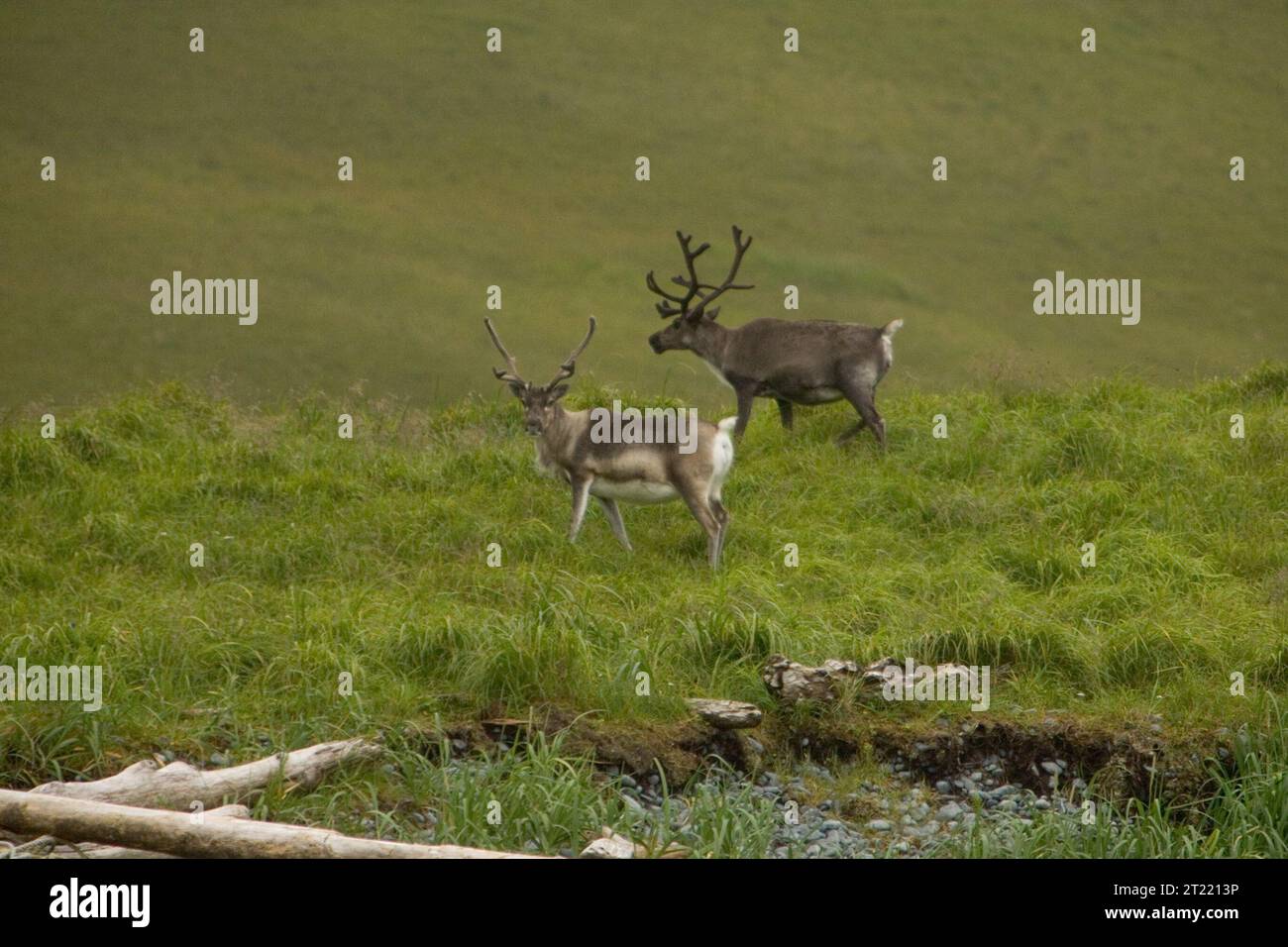 Alaska reindeer service hi-res stock photography and images - Alamy