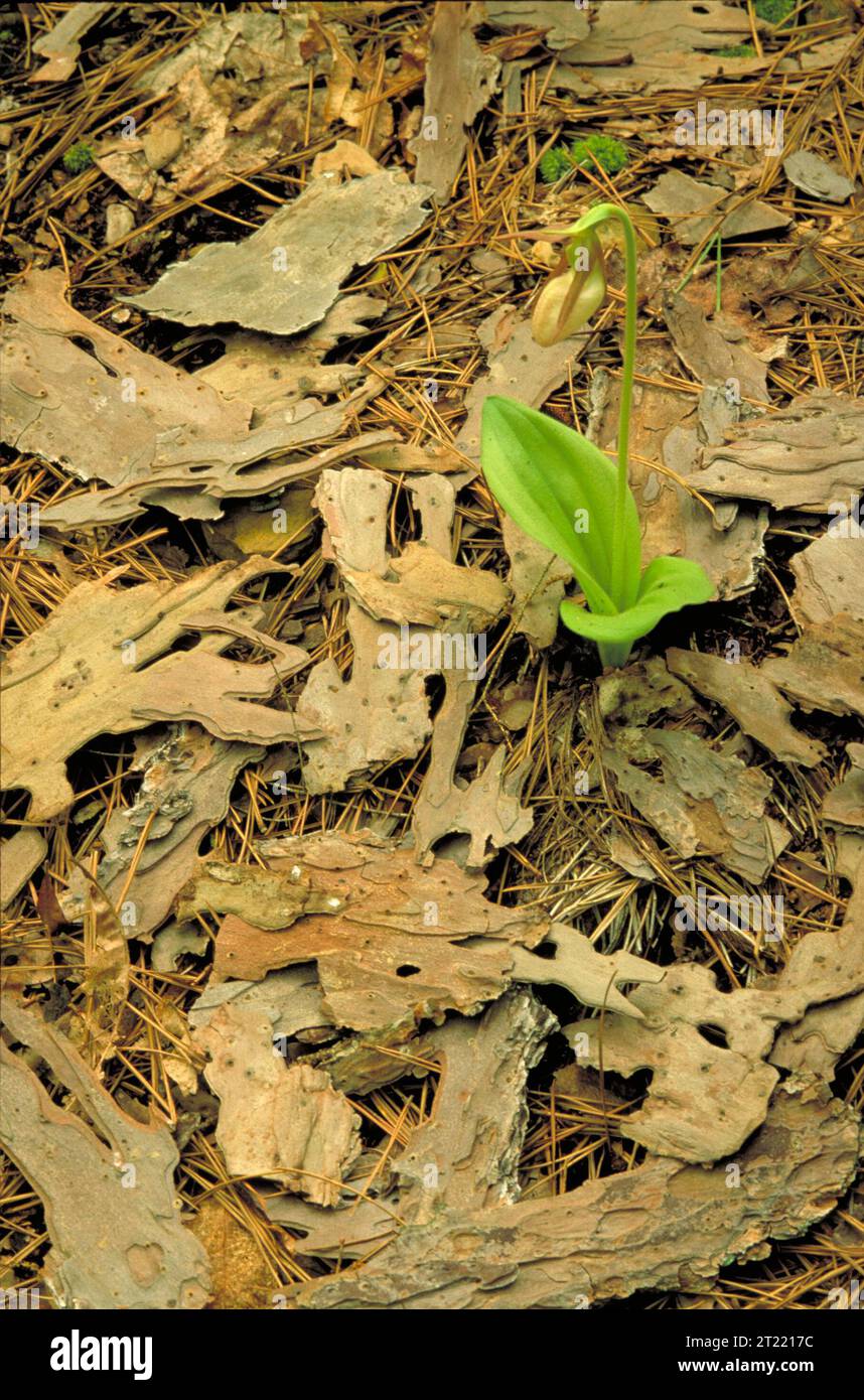 Basal leaf hi-res stock photography and images - Alamy