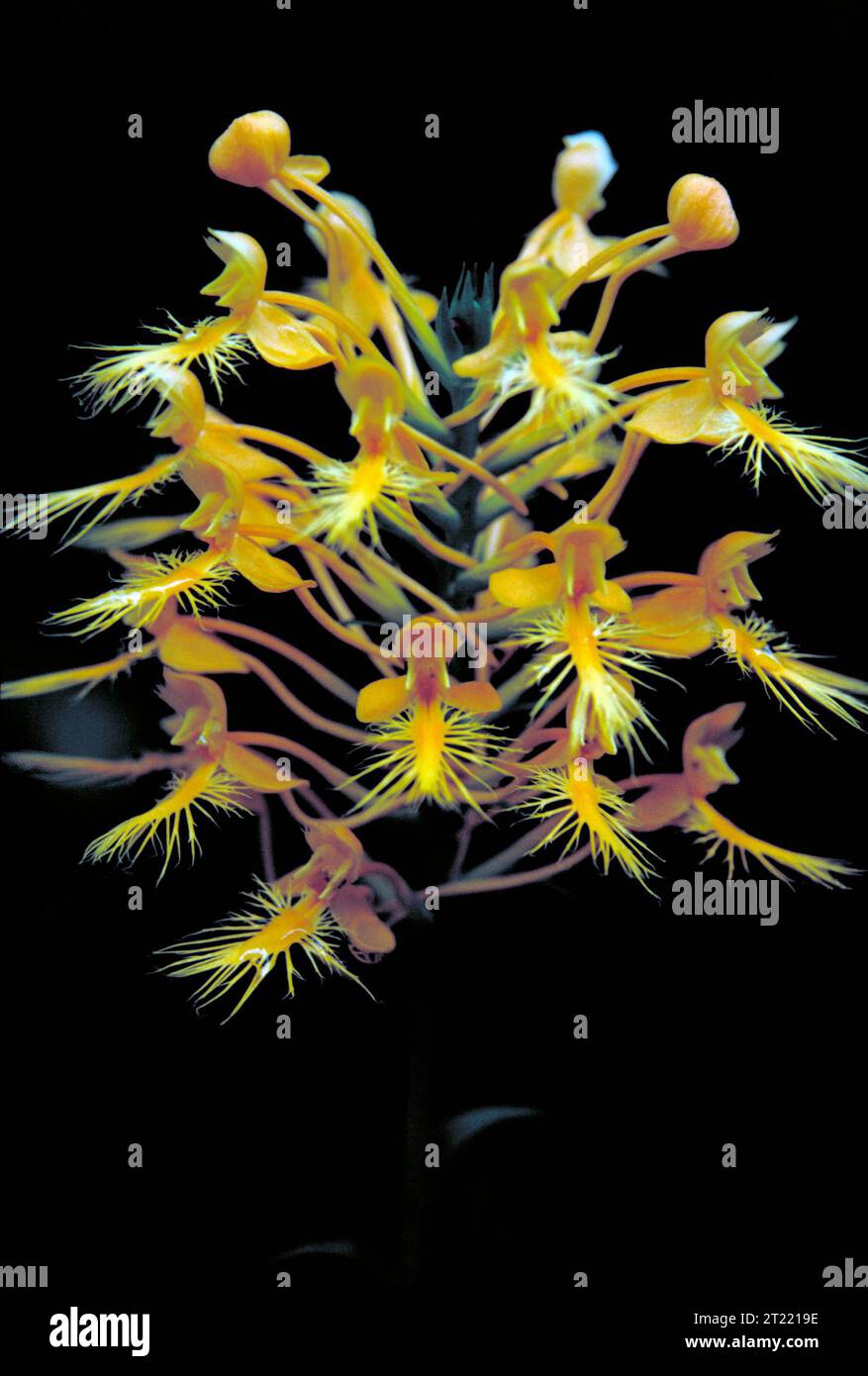 Display intricate petal structure hi-res stock photography and images ...