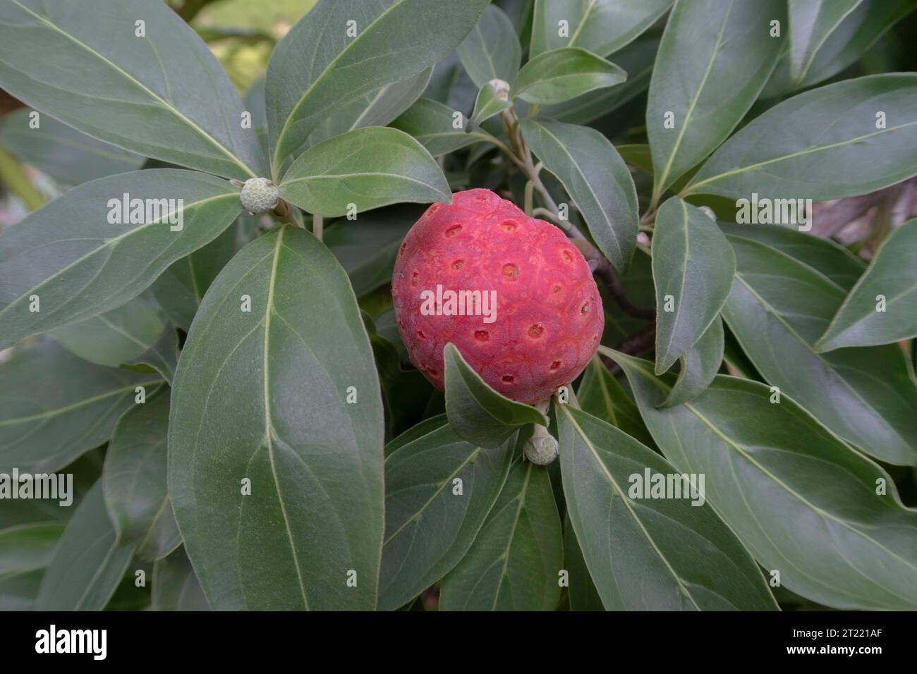 Dogwood fruit hi-res stock photography and images - Alamy