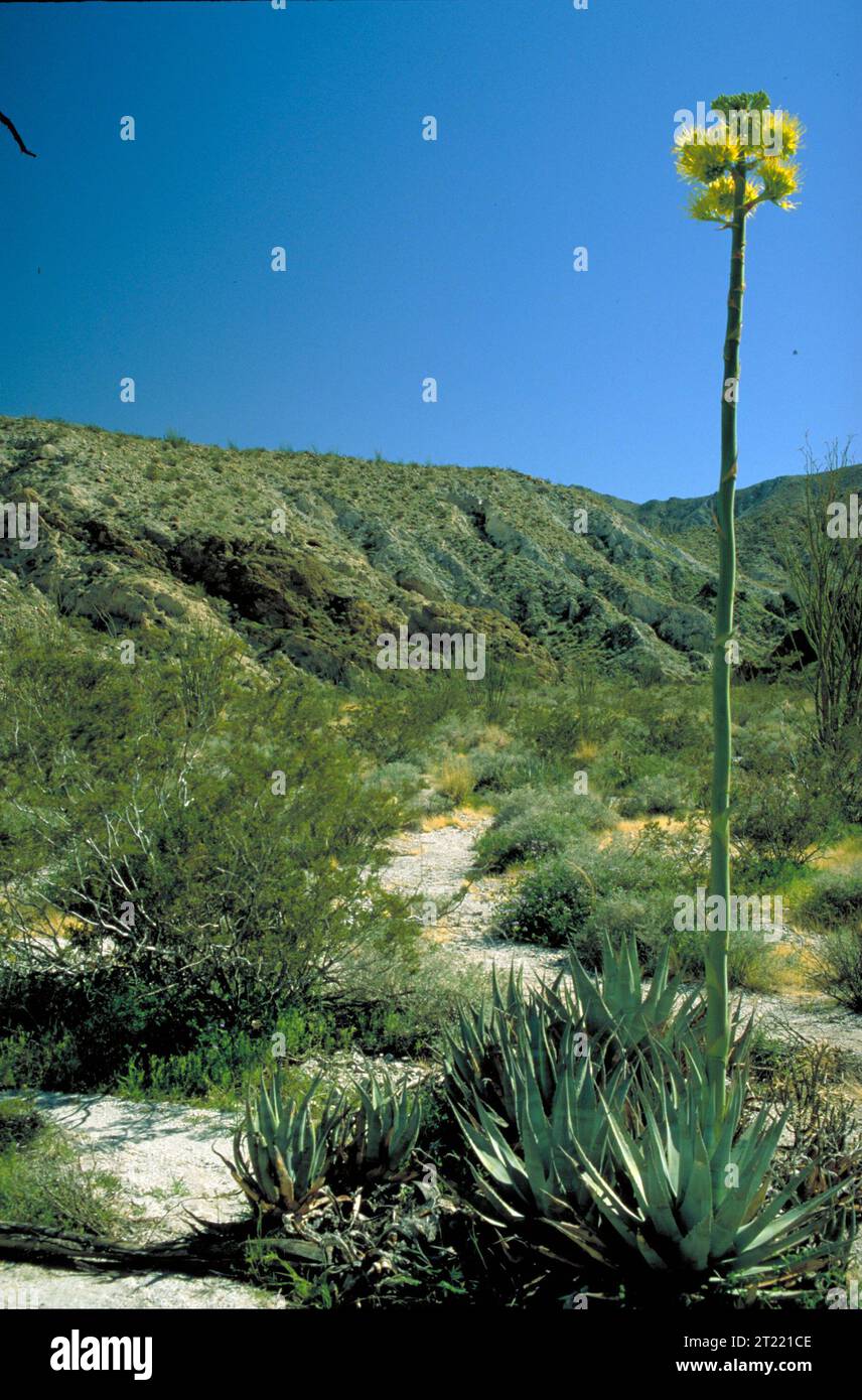 Basal leaves and single tall spire with yellow blossoms at top ...