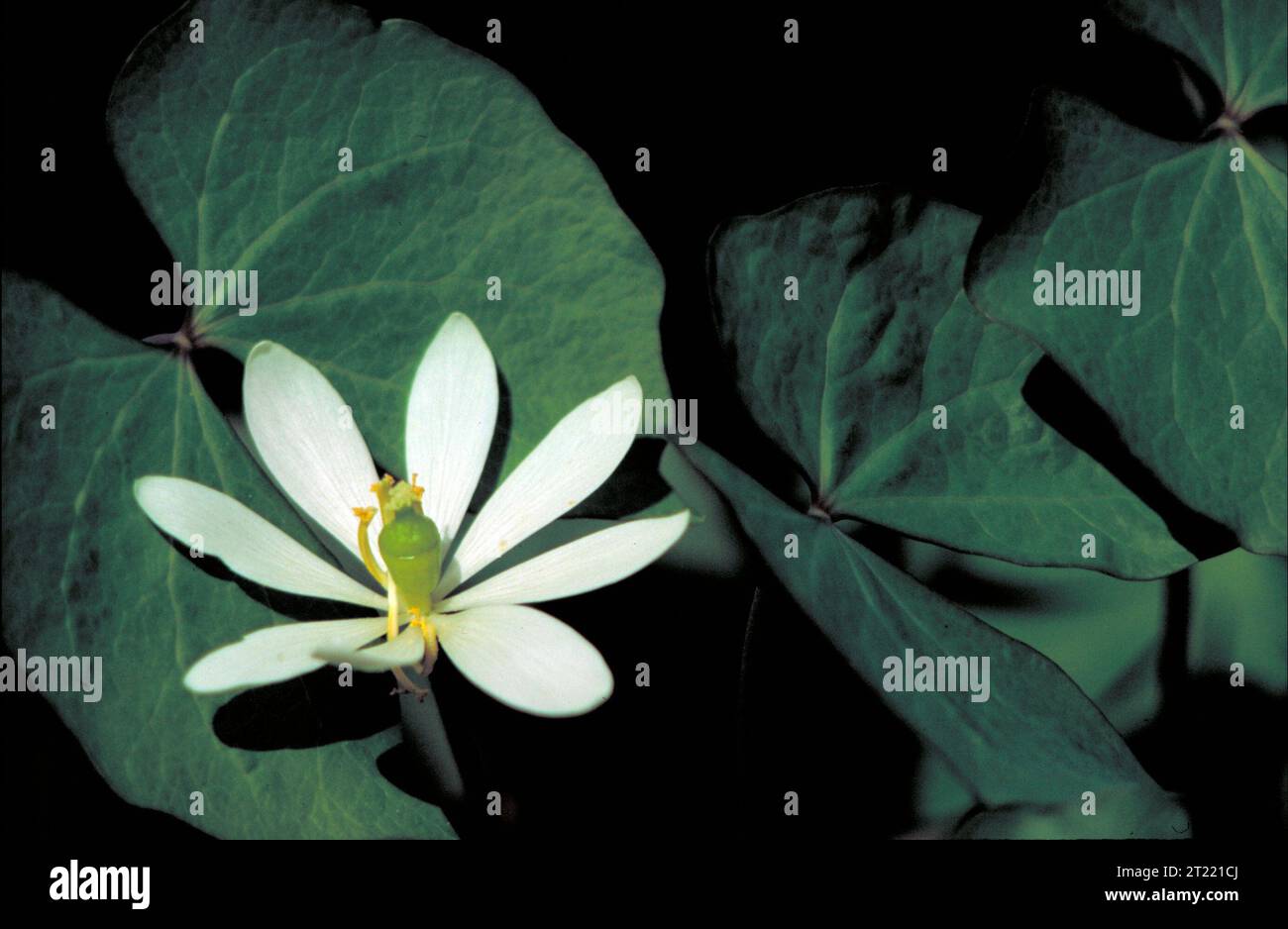 Petal displays hi-res stock photography and images - Alamy