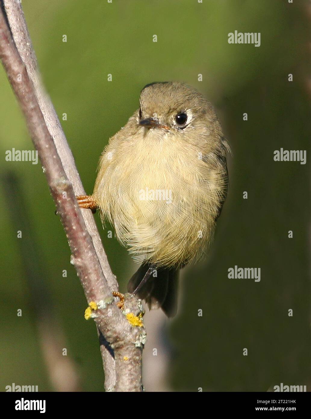 Regulidae hi-res stock photography and images - Alamy