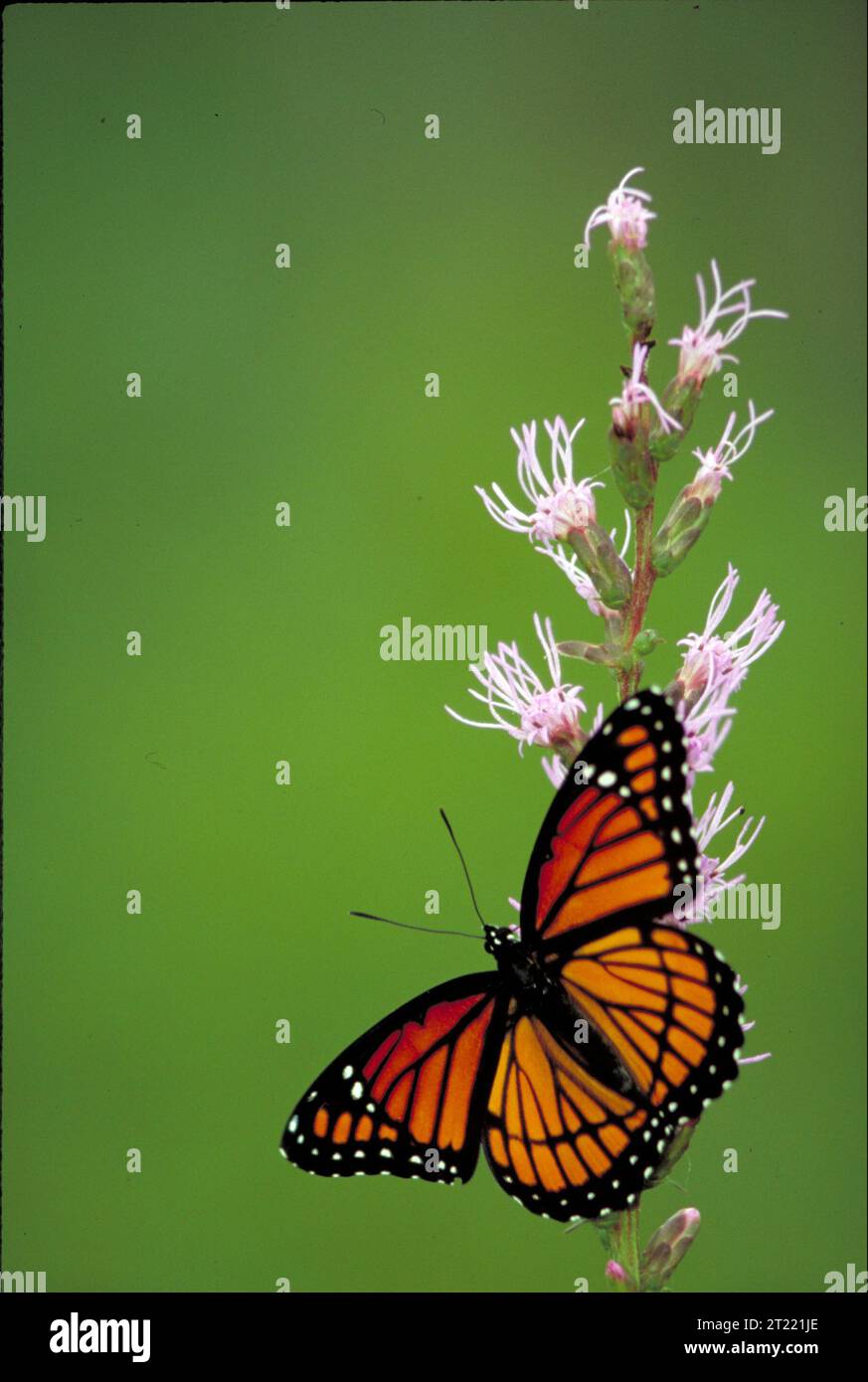Orange butterfly with black lines and borders and small white spots ...