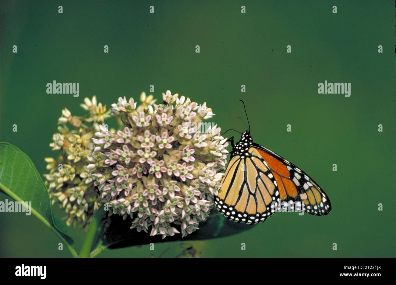 The Monarch Butterfly, with its distinctive orange, tan, black, and ...