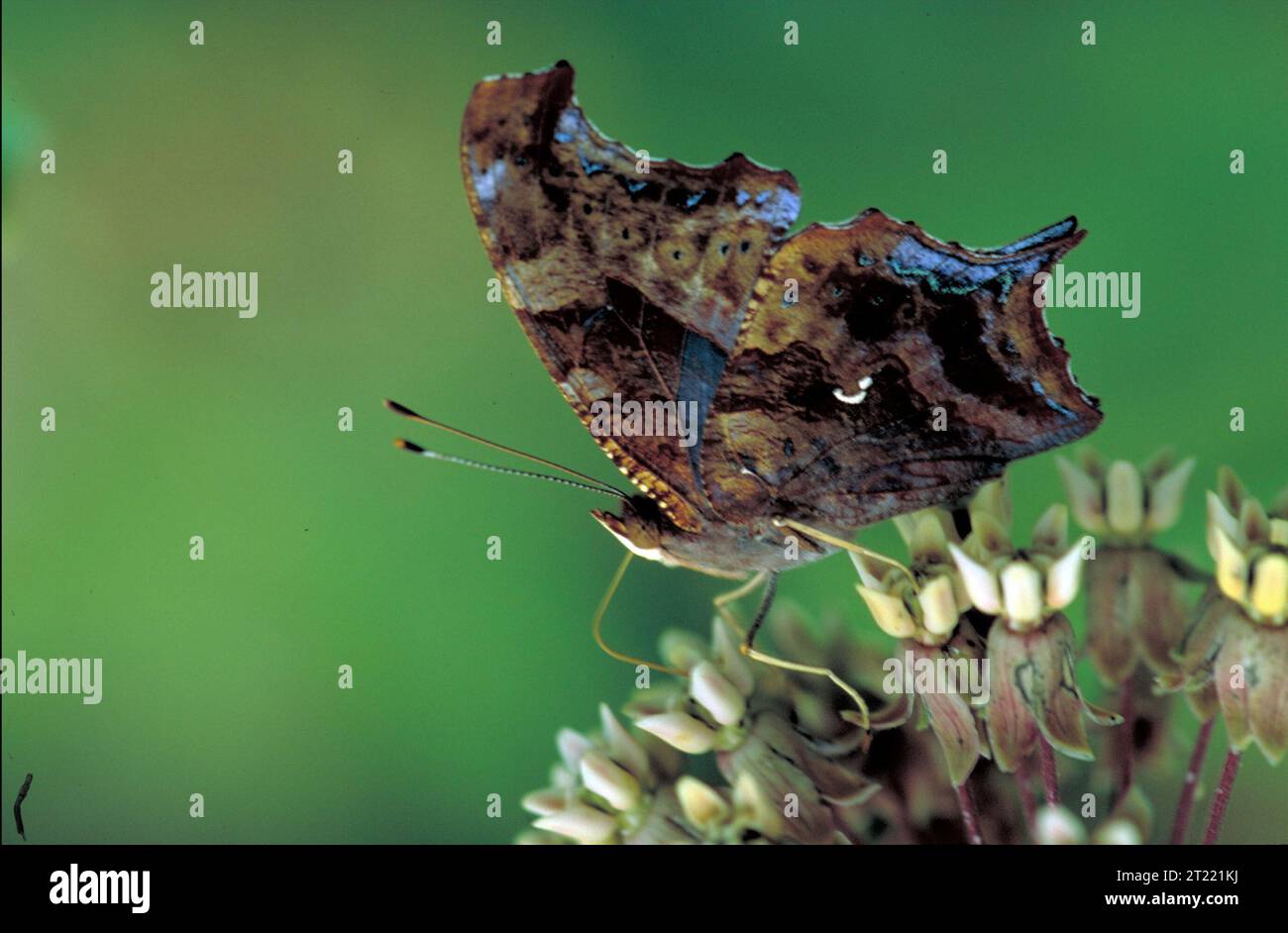 Neon question mark hi-res stock photography and images - Alamy