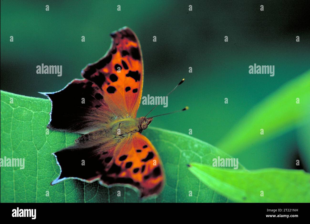 A Question Mark Butterfly displays orange and dark brown wings with ...