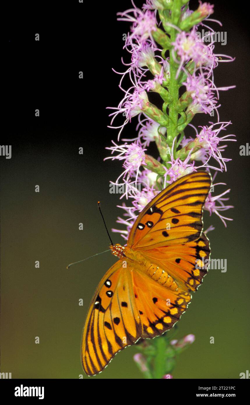 Orange butterfly with black stripes and small white spots, on blossom ...