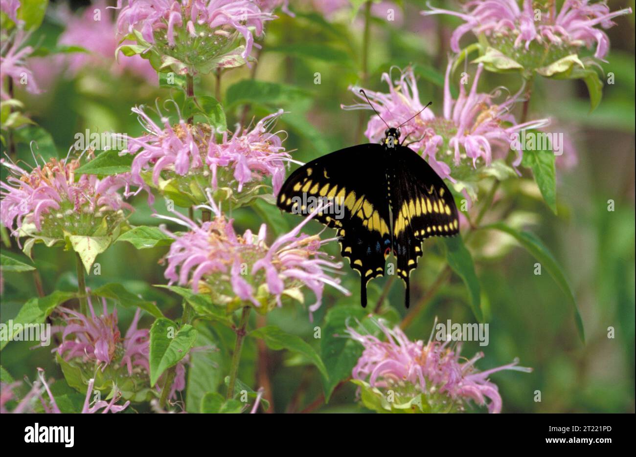 A Black Swallowtail butterfly with blue spots and yellow stripes rests ...