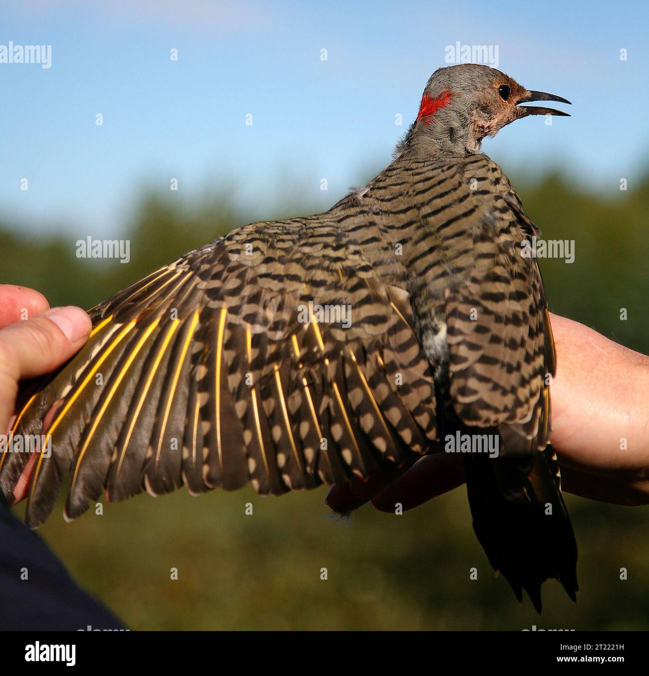 Flickers hi-res stock photography and images - Alamy