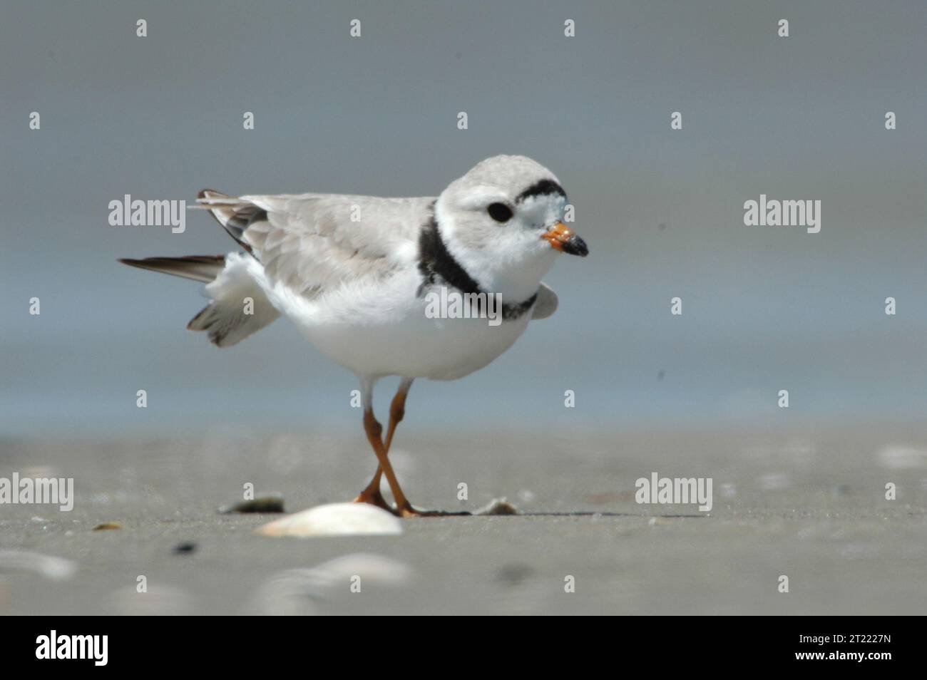 Black band across hi-res stock photography and images - Alamy