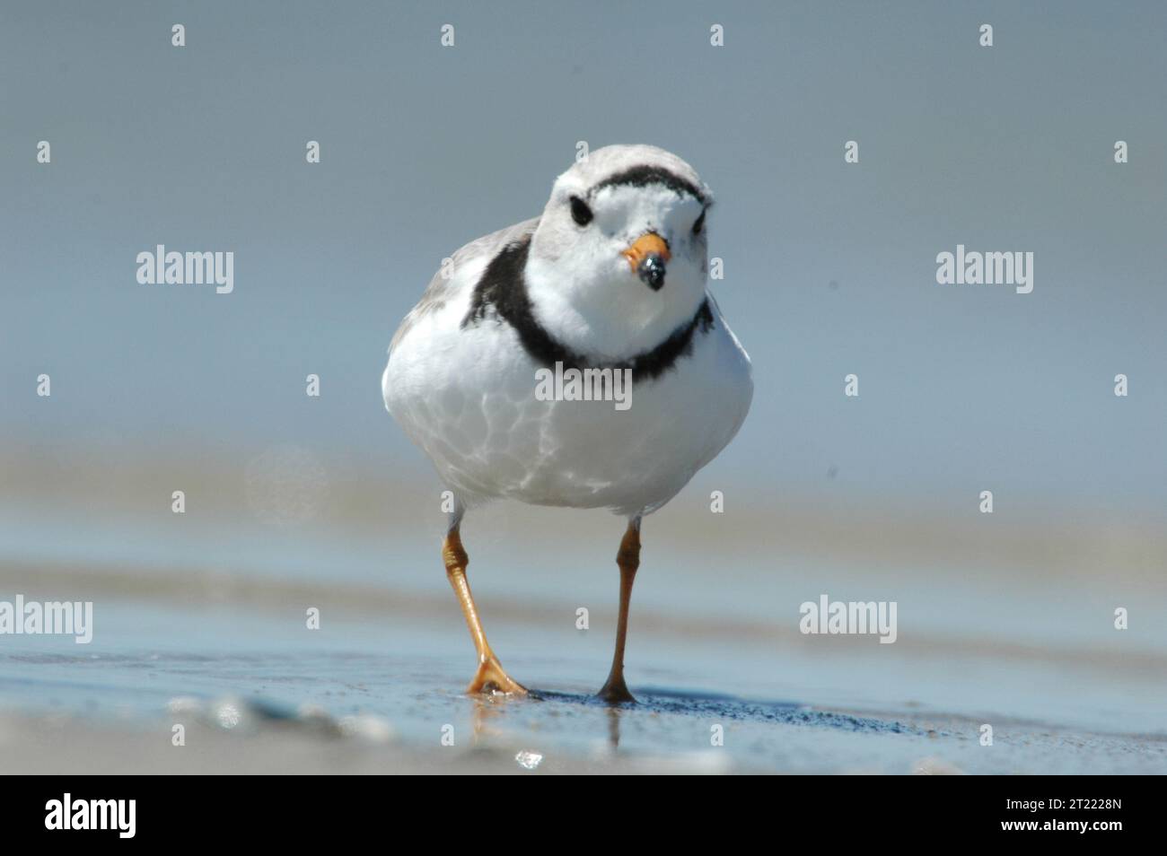 Piping plover walking on a New Jersey beach. The piping plover is a ...